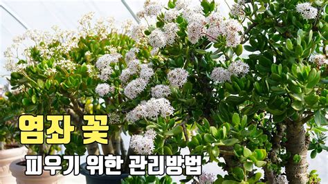 염좌꽃을 피우기 위해서는 꼭 몇가지 조건을 맞추어 주어야 한다 Youtube