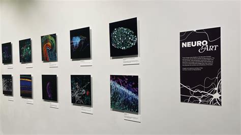 Uc Davis Center For Neuroscience Neuroart Exhibition At The Smud