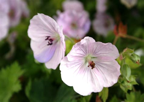 List Of 20 Hardy Geranium Varieties To Enhance Your Garden The Arches