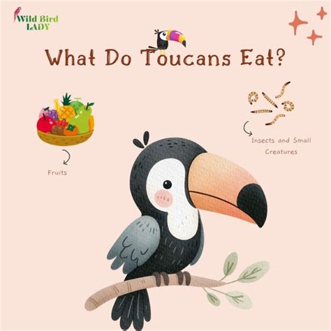What Do Toucans Eat Discover The Colorful Diet Of These Tropical Birds