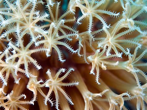 William Worrall Cas137h Blog Save The Reefs