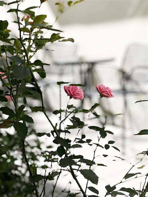 Casa Florescu Galerie