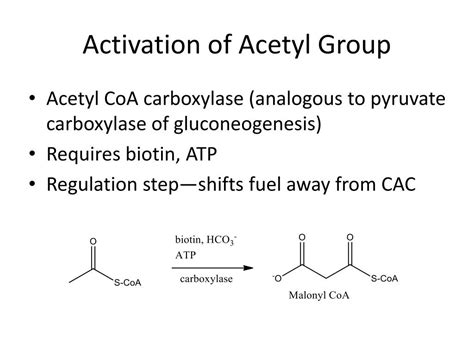 Ppt Lipid Biosynthesis Powerpoint Presentation Free Download Id