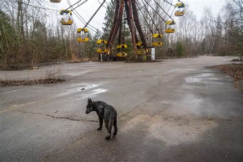 After 30 Years In Toxic Radiation Chernobyls Dogs Are Transforming At Record Speed With