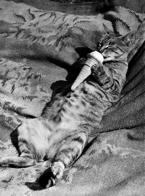 40 Best Vintage Cat Photos To Melt Your Heart Bored Panda