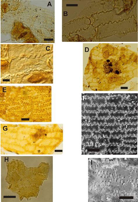 A Phytoclast 20 Cuticle Slide 1 Ef W494 B Phytoclast 20 Cuticle
