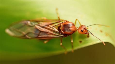 Queen Ant Unmasked Incredible Facts With Pictures Pest Samurai