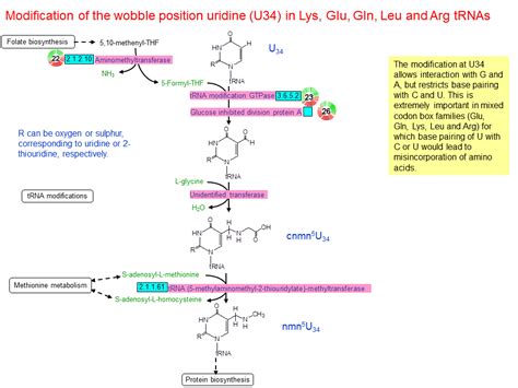 Modification Of The Wobble Position Uridine U34 In Lys Glu Gln Leu