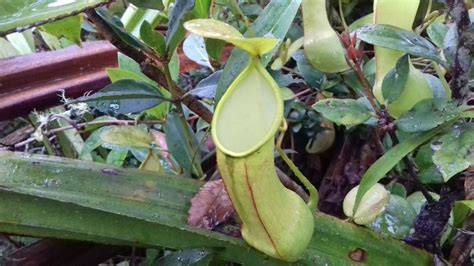 Mengintip Bidadari Di Telaga Putri Sibayak Pandan Adventure