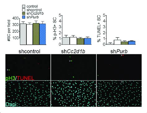 Cc2d1b And Purβ Do Not Increase Sc Proliferation Or Apoptosis Dapi