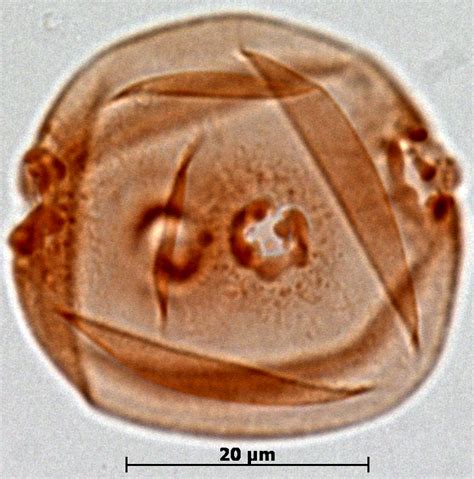 Apocynaceae