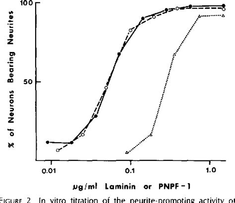 Neuron Projection Morphogenesis Semantic Scholar