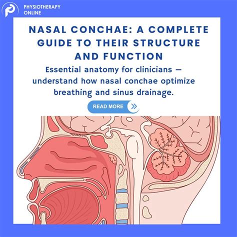 Nasal Conchae Turbinates A Complete Guide To Their Structure And