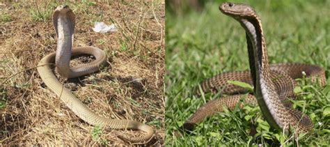 Naja Philippinensis