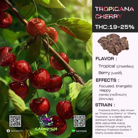ไทยซีบีจี จำหน่ายดอกกัญชา พันธุ์ต่างประเทศ Outdoor Thc 20
