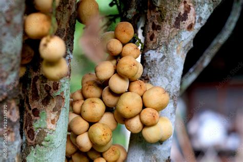 Asian Fruit Tropical Fruit Longkong Langsat Lanzones Lansium
