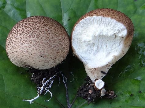 Identifying Puffball Mushrooms