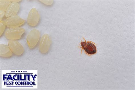 Spotting Bed Bug Droppings Signs And Why It Matters