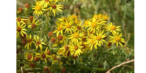 Ragwort Identification Key Features Growth Cycle And Species Tcm Soil