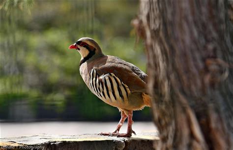 Chukar Birdforum