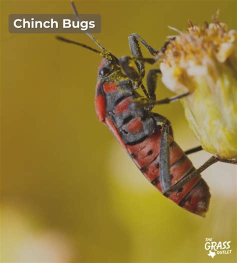 Texas Lawn Insects Identification Guide The Grass Outlet