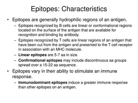 Ppt Antibody Structure And Function Powerpoint Presentation Free