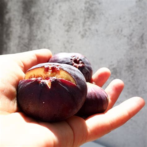 Fig Or Fig Tree Or Common Fig Tree Or Ficus Carica Is A Subtropical