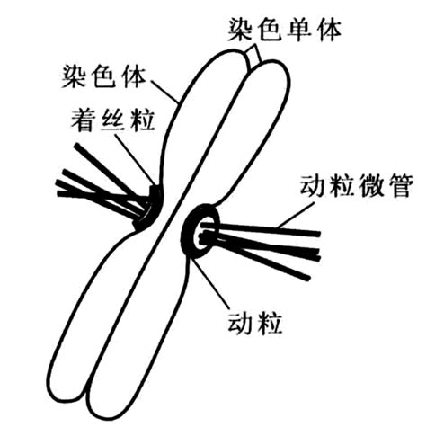 高中生物，如何区分着丝粒和着丝点？ 知乎