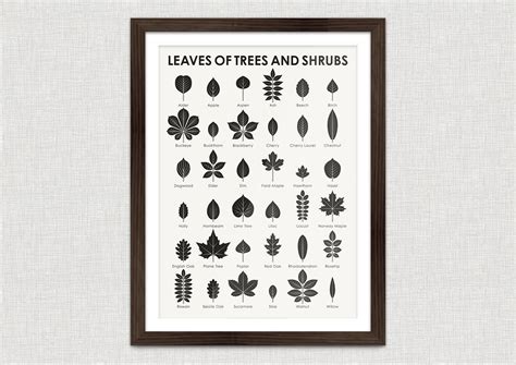 Ash Leaf Identification Chart
