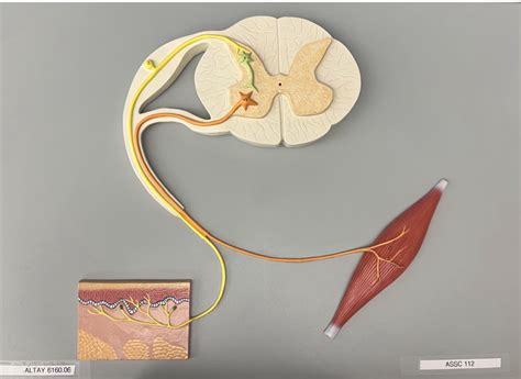 Reflex Arc Diagram Quizlet