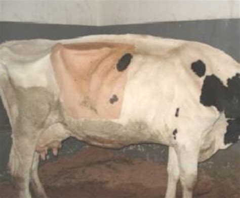 Management Of Bulls For Breeding Purpose