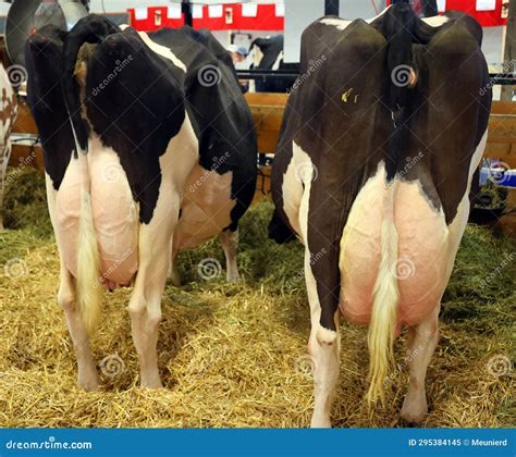 Holstein Friesian Cow Udder