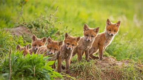 Bing Hd Wallpaper Apr 10 2025 Red Fox Cubs Near Their Den Bing