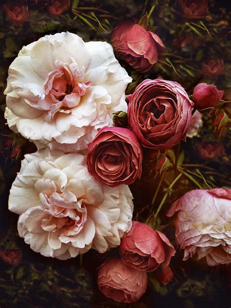 What Is An Old Fashioned Rose At Megan Mullen Blog