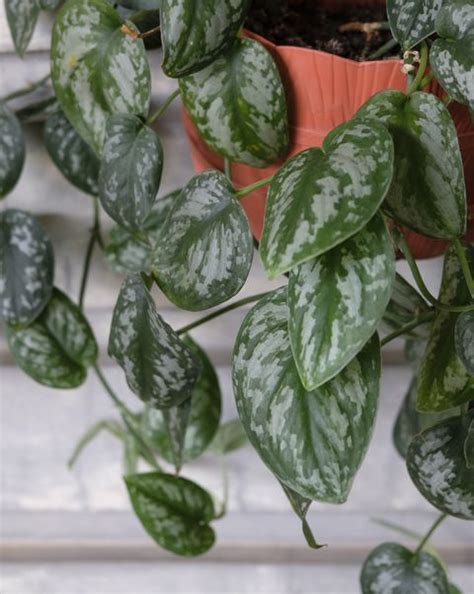 10 Best Trailing Plants For The Home