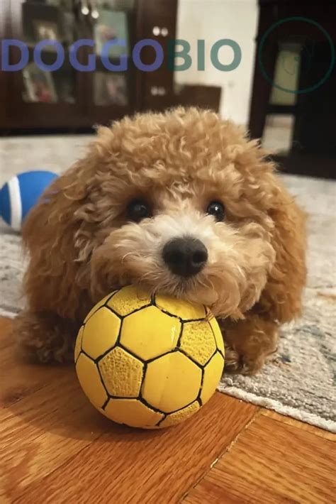 F1b Cavapoo Charms Unveiling Ideal Poodle Mix 2024