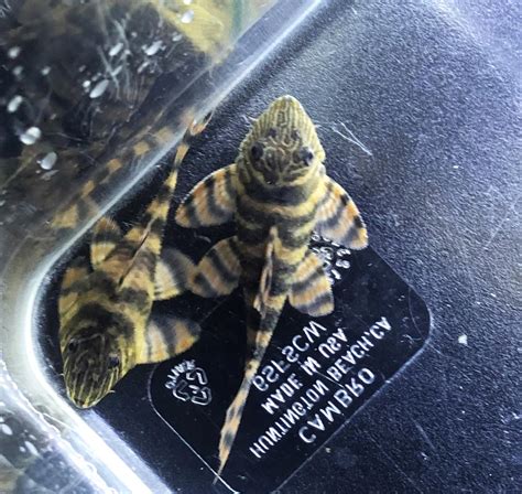 Buy L397 Alenquer Tiger Pleco Online In Australia Point Pleco Aquariums