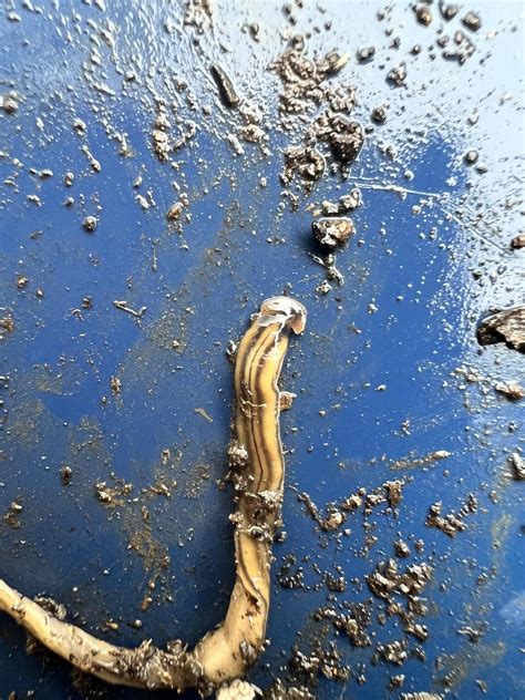 Hammerhead Flatworm Today In Nc R Invasivespecies