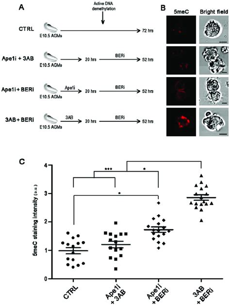 Parp Activation In E105 Pgcs Has A Role In The Dna Demethylation