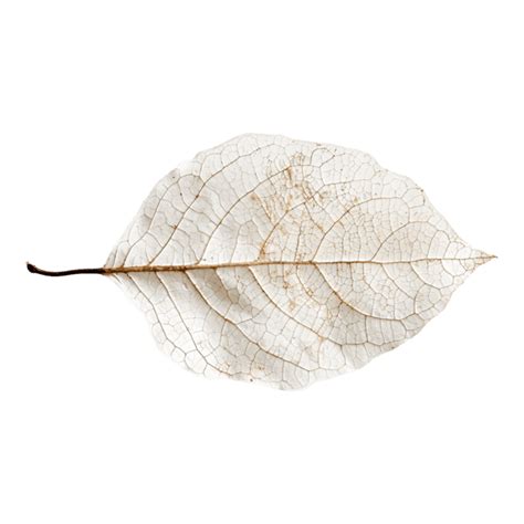 White Leaf Pngs For Free Download