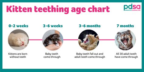 How To Tell Your Cats Age In Human Years With New Chart Cat Wisdom