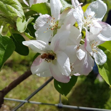 The Role Of Stingless Bee Pollination In Nt Mango Orchards