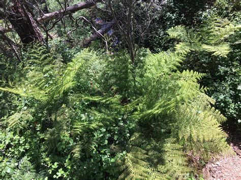 Taradale Primary School Taradale Vic