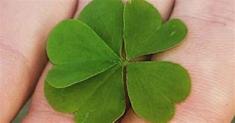 Five Leaf Clover Album On Imgur