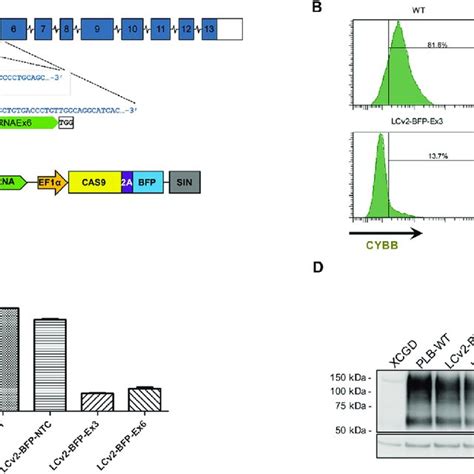 Repair Of Cybb Mutations In Xcgd Plb Cells A Schematic Representation