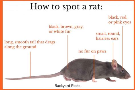 9 Easy Ways To Tell If You Have Rats In Your House With Pictures And