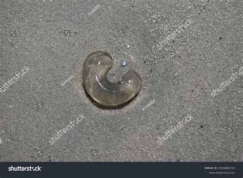 Jellyfish Egg Photos And Images