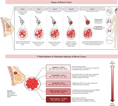 Frontiers Mapping The Function Of Micrornas As A Critical Regulator