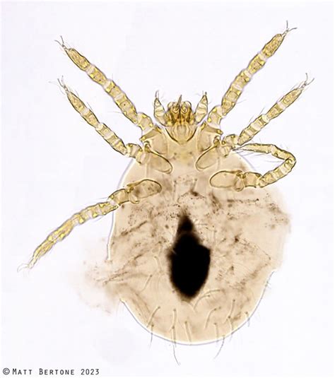 Chiggers Ohioline