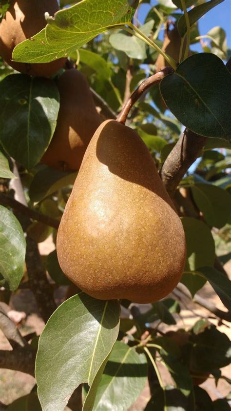 Mid Season Sugar Pear Gingerich Tree Farm